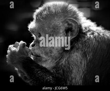 Cebus Olivaceus Wedge Capped Capuchin Weeper Capuchin monkey in Guyana ...