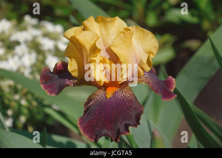 Devils Riot Tall Bearded iris (Iris x germanica Devils Riot). Image of ...