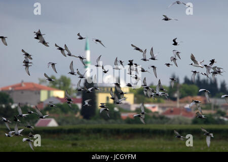 Bandirma - Turkey Stock Photo - Alamy