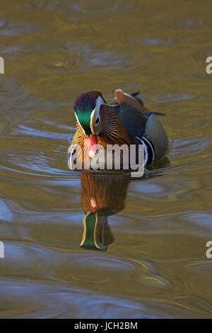 Mandarin duck Ax galericulata male Eyeworth Pond New Forest National ...