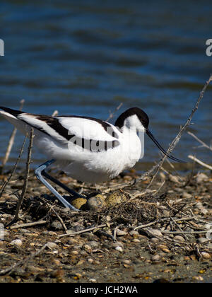 Pied Avocet Recurvirostra avosetta brooding chicks Cley Norfolk Stock ...
