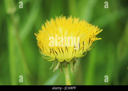 Defective dandelion Taraxacum officinale one yellow flower with ...