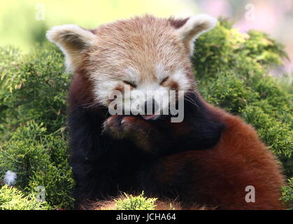 Red panda taking a nap in the shade Stock Photo - Alamy