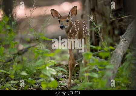 Whitetail deer looking back into a forest near Raeford North Carolina ...
