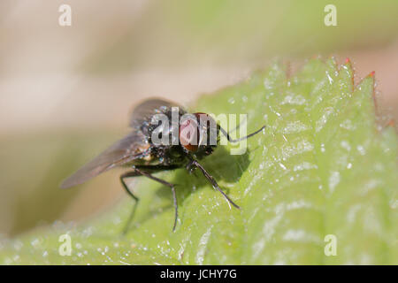 A lesser house fly in the sun Stock Photo - Alamy