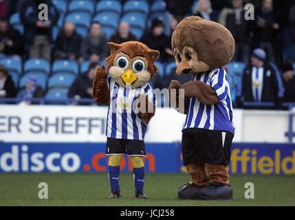 Sheffield Wednesday mascot Ozzie Owl Stock Photo - Alamy