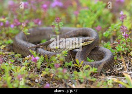 Southern Smooth Snake (Coronella austriaca) Adult coiled around stick ...