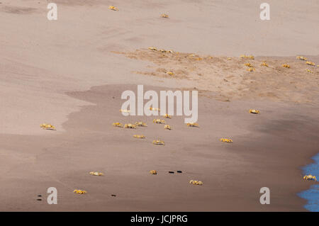 Ghost crab (Ocypode cursor), Atlantic Ocean coast, Namibia, Africa ...