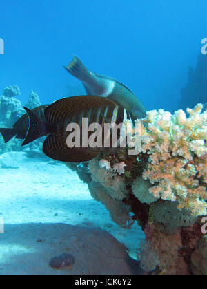Hard coral garden Acropora and Pocillopora species with schooling ...