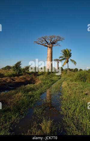 Baobab tree (Adansonia grandidieri renala), Morondava, Madagascar ...