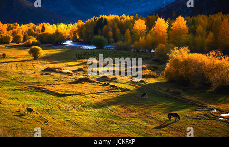 prairie scenery in xinjiang Stock Photo - Alamy