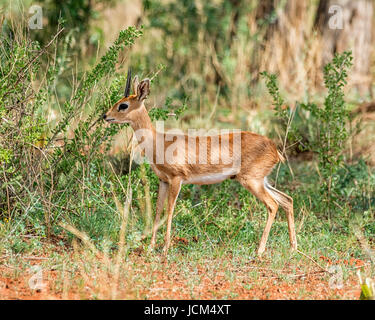 A male Steenbok gazelle in Southern African savanna Stock Photo - Alamy
