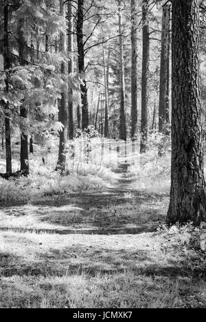 summer forest with harsh shadows and clouds. infrared image Stock Photo ...