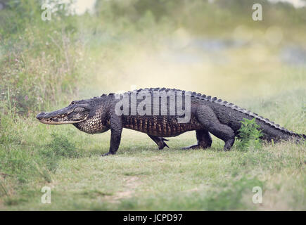 Large Florida Alligator Walking in Wetlands Stock Photo - Alamy