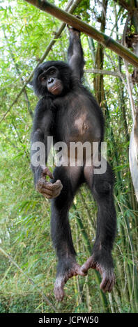 Bonobo on a tree. Democratic Republic of Congo. Lola Ya BONOBO National ...