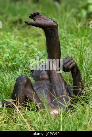 Bonobo lying on the grass. Democratic Republic of Congo. Lola Ya BONOBO ...