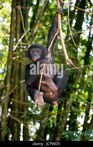 Bonobo on a tree. Democratic Republic of Congo. Lola Ya BONOBO National ...