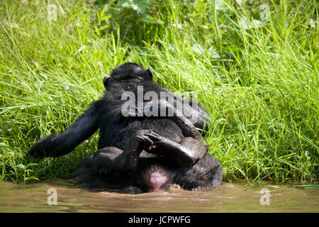 Two Bonobos make love with each other. Democratic Republic of Congo ...