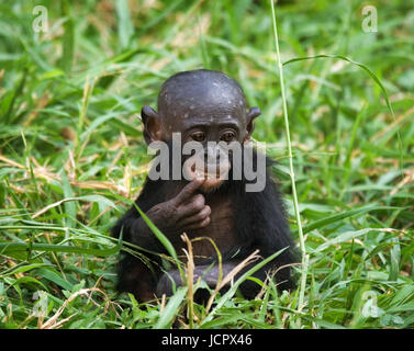 Baby Bonobo is sitting in the grass. Democratic Republic of Congo. Lola ...