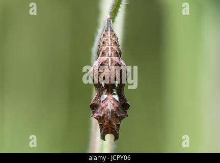 Comma Butterfly Polygonia c album pupa or chrysalis attached to ...