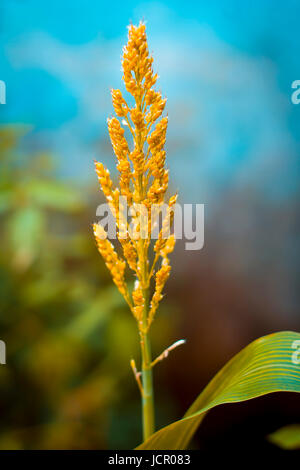 Pearl millet is the most widely grown type of millet. It has been grown ...