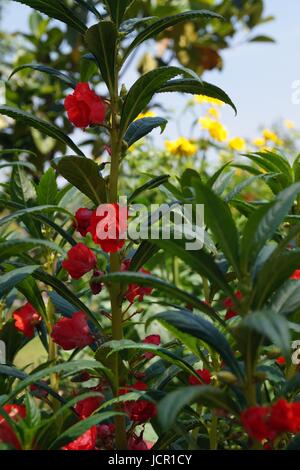 Beautiful shrub with red flowers near building Stock Photo - Alamy