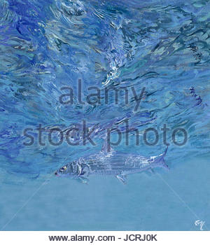 Bonefish swimming underwater Stock Photo - Alamy