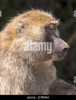 A very strong and intelligent primate, the Baboon Stock Photo - Alamy