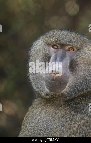 A very strong and intelligent primate, the Baboon Stock Photo - Alamy