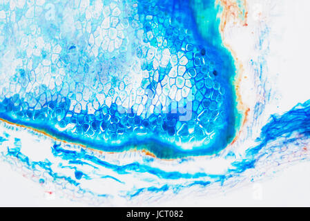 Plant vascular tissue, light micrograph Stock Photo - Alamy