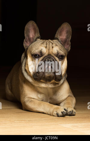 A closeup shot of an adorable dark french bulldog on a grassy field ...