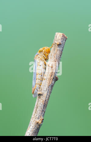 Oncometopia orbona, Broad headed Sharpshooter nymph Stock Photo - Alamy