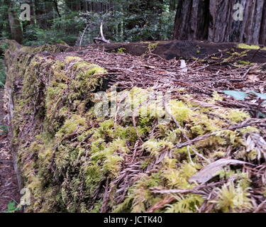 Lush forest with moss-covered fallen tree on the forest floor; British ...