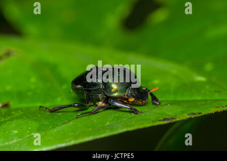 Mars elephant beetle (Megasoma mars) in Ecuador Stock Photo - Alamy
