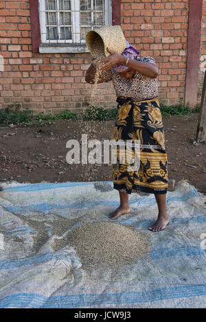An old woman milling rice in Andasibe, Madagascar Stock Photo - Alamy