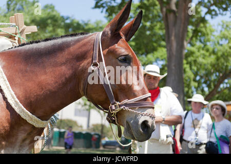 Colombian coffee growers demonstrate using mules for farming - USA ...