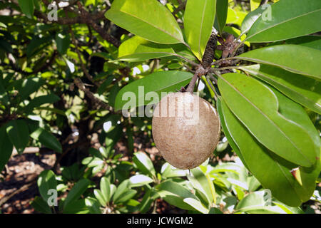Exotic tropical tasty fruit - Sapodilla in the plate Stock Photo - Alamy