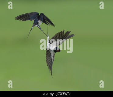 Barn Swallows in flight with soft green color tones of farmland in the ...