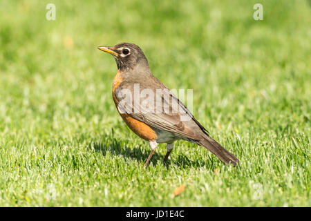 Robin foraging in green grassy area Stock Photo - Alamy