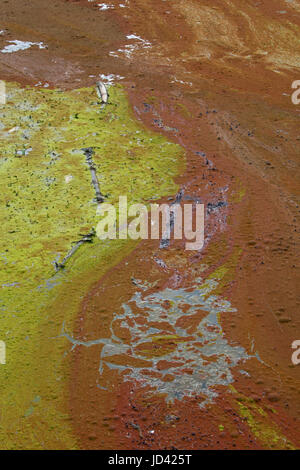 Pond scum, possibly the unicellular protist Euglena, changes color ...