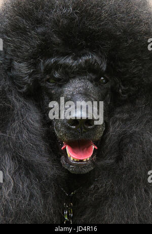 Royal Standard Poodle Portrait Stock Photo - Alamy