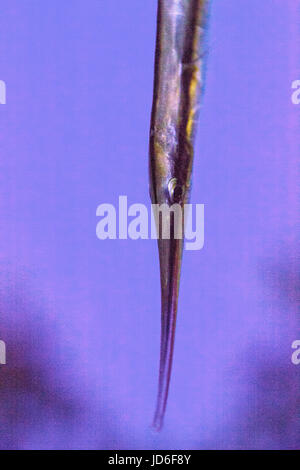 Razorfish (Aeoliscus strigatus). This fish is also called shrimpfish ...