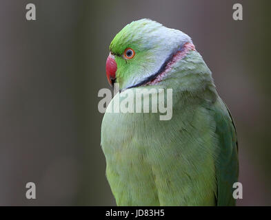 The Alexandrine parakeet or Alexandrian parrot. It is named after ...