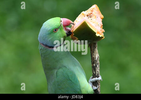 The Alexandrine parakeet or Alexandrian parrot. It is named after ...