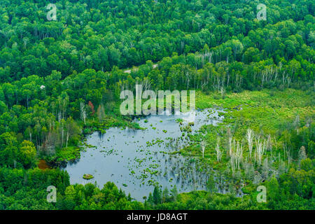 Aerial view of a swamp surrounded by green trees and a path Stock Photo ...