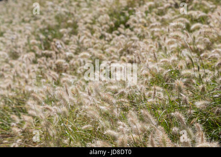field of a wild plants with fluffy spike Stock Photo - Alamy