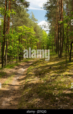 Dirty sandy road in the summer forest and blue sky Stock Photo - Alamy