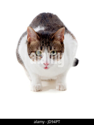 Kitten crouching on white background Stock Photo - Alamy