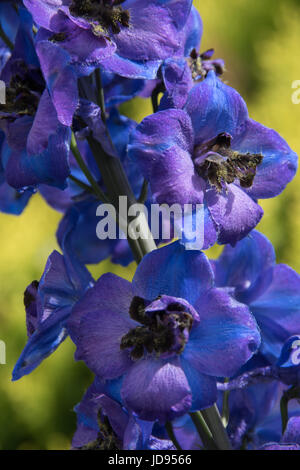 Blue Delphinium, from the Pacific Giants variety Stock Photo - Alamy