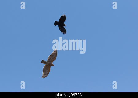 Red-shouldered Hawk vs American Crow Stock Photo - Alamy
